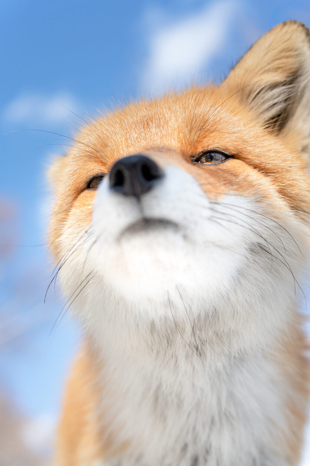 TAMRON 50-400mm F/4.5-6.3 DiIII VC VXD (Model A067) Sony 索尼 E-mount 長焦距 ...